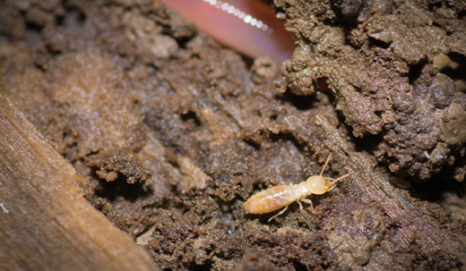 Termite Prevention: Stop Those Termites in Their Tracks